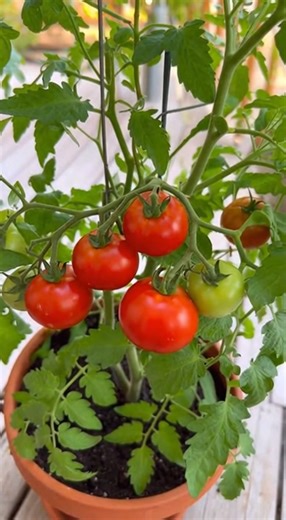 Put it in a glass of water → Watch tomato roots explode | Organic Gardening tricks