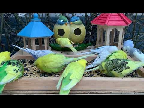 🔴Bird Feeder Live 24/7 | Non-Stop Birds Eating | Relaxing Nature Cam-Close Up-313
