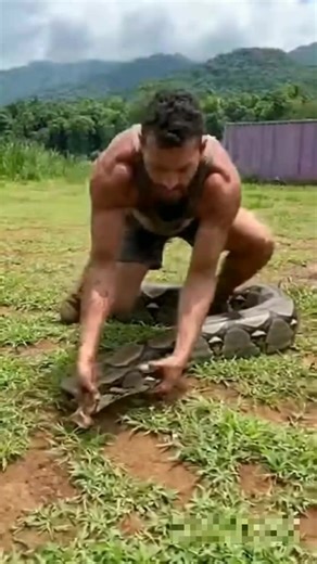 A massive, 20-foot Burmese Python slithering through a lush tropical rainforest, its patterned scales glistening under dappled sunlight, cinematic lighting, 8k resolution. #BurmesePython #Wildlife #SnakeLover #NatureLover #GiantSnake | Wild Nature USA