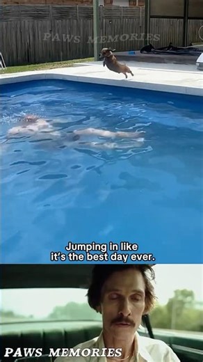 He Dives First. Thinks Later 🏊‍♂️😂 #dog #shorts 