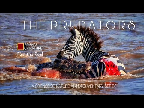 Watch Earth's Most Ferocious Land Predators on Science of Nature | The Predators Trailer #Real