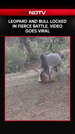 Leopard vs Bull: Dramatic Roadside Battle Caught on Camera