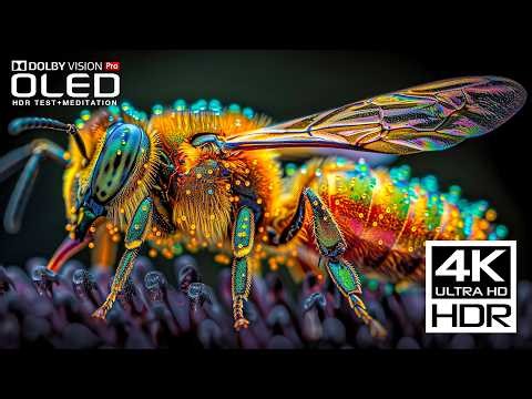 Masterpiece 4K OLED Demo | Dolby Vision HDR 4K 120FPS