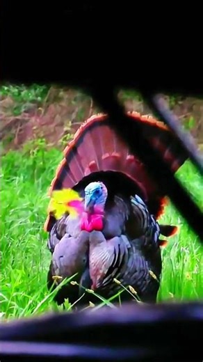 OMG! Wild Turkey Hunt 🦃🏹 | Perfect Neck Shot in the Forest