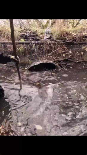 “BEAVERS PIPE EXPLOSION” Unclogging Beaver Dam Removal | Editor Cambo
