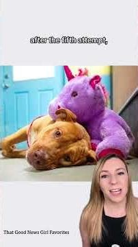 Stray dog tries to steal toy 5 TIMES - and it finally works out #dog #shorts