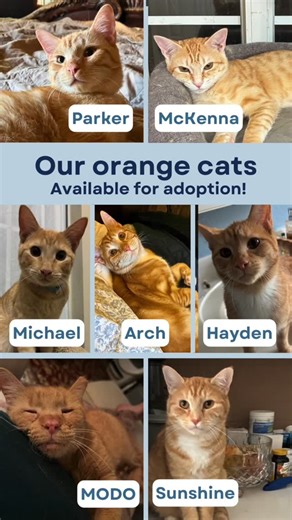 Austin Cats & Dogs Rescue on Instagram: "MEET OUR ORANGE CATS IN THE RESCUE! They are looking for a forever home! 🧡🐱 McKenna: She is very calm and even shy at times but, lately, Arch has been helping her play more & come out of her shell! Michael: This cute boy is very affectionate! He loves to sleep next to you, he’s definitely a lap cat, he enjoys to make you company at your desk or even sleep near your feet! He’s also very talkative and friendly! Arch: He is very sweet, loves to play and la