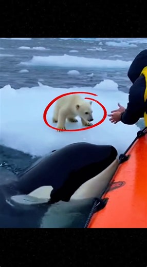 Dramatic Animal Rescue Caught on Camera