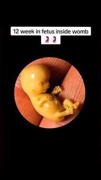 At 12 Weeks Pregnant, Your Baby Is Growing Fast!