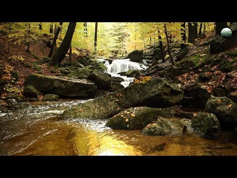 76 Fall Forest Stream – Calming Water Sounds for Meditation