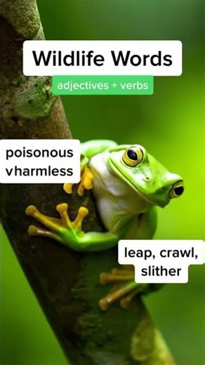 The Ultimate Guide to Describing the Planet #vocabulary #english #climatechange