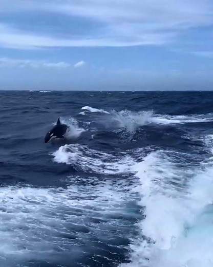 Midway counting down our top posts for 2025... No.3 takes us to Australia's South West, where an orca shows us how to slipstream in style. From January to April, nearly 200 orcas gather along WA’s rugged south coast. Experience this unforgettable spectacle yourself with @naturalistecharters, part of our ‘Dream Collective’ experiences. 📸 Naturaliste Charters Whale Watching 📍 Bremer Bay Canyon, 70km off the coast of Bremer Bay, a 6.5-hour drive southeast of Perth - or a 2-hour drive east of Alba