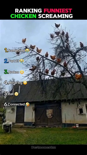 Funniest Chicken Screaming (Pt-21) 😭