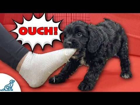 3 Ways To STOP Puppy Biting FAST