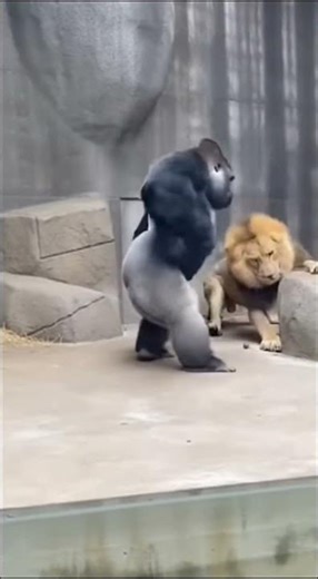 Lion Attacks WRONG Baby Silverback - BIG MISTAKE at Zoo! 😱 사자의 큰 실수 😱 ライオンの大きな間違い #silverback #zoo