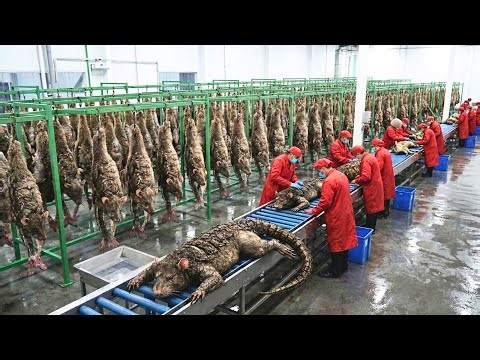 Inside Genetic Mutation From Rat to Radiation Resistant Scorpion Hybrid | Relaxing for Sleep