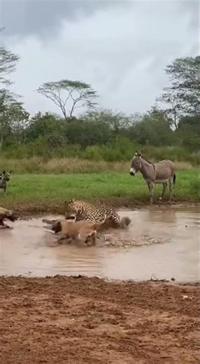 Leopard vs Wild Dogs vs Crocodile: Raw Survival Moment #wildlife #animalfight #nature