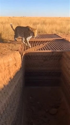 Leopard Tries to Attack Man… Falls Into Hidden Trap | Shocking Forest Footage