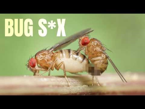 The Secret Love Life of Insects