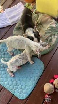 Six Puppies Found Huddled Together Get Sweetest Happy Ending | The Dodo