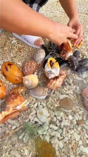Sea Agate and Sea Crystal: Finding Hidden Treasures on the Shore and rare pearl