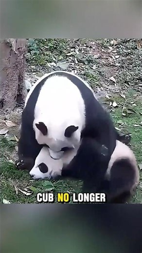How a Panda Treats a Cub That Isn’t Hers
