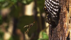 700032 Common Wasp vespula vulgaris Flying to Nest, slow motion