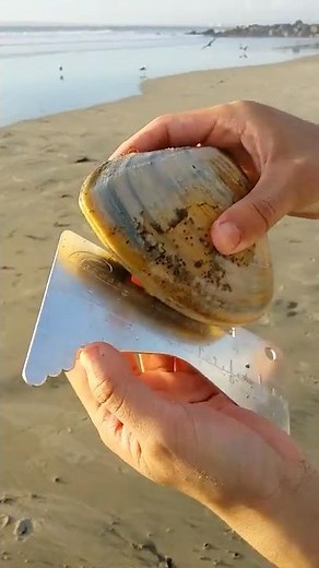 How to find Pismo clams | Beginner tips