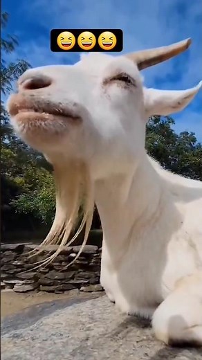 Funny Goats Compilation 🐐| Hilarious Goat Moments You Can t Stop Laughing At