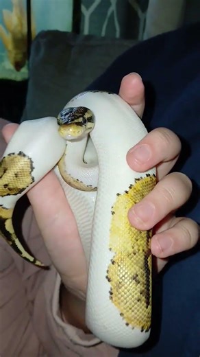Such A Beautiful Ball Python Named Honey #Snake #subscribe #like