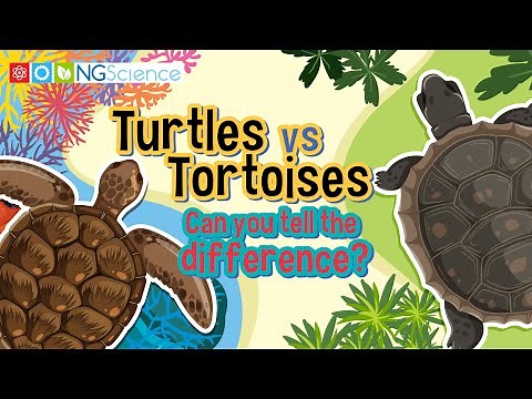 Turtles vs Tortoises – Can you tell the difference?