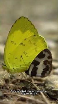 Lamarck’s Theory of Inheritance