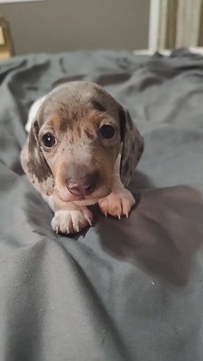 26 reactions | Branton Family Dachshunds on Reels | Facebook