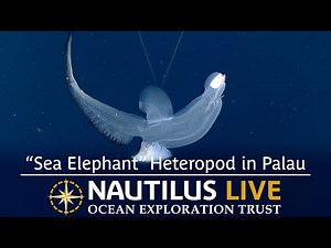 Meet the Huge “Sea Elephant” Heteropod in Palau’s Ocean | Nautilus Live