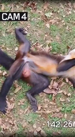 🐒💨THE CLASSIC! Monkey Smells His Own Scent and Instantly Regrets It 😂