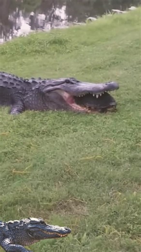 crocodile fails to eat turtle
