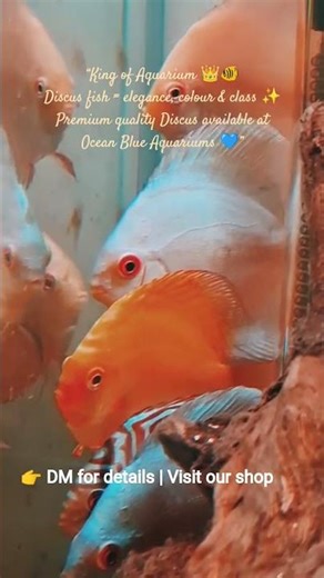 “King of Aquarium 👑🐠Discus fish"