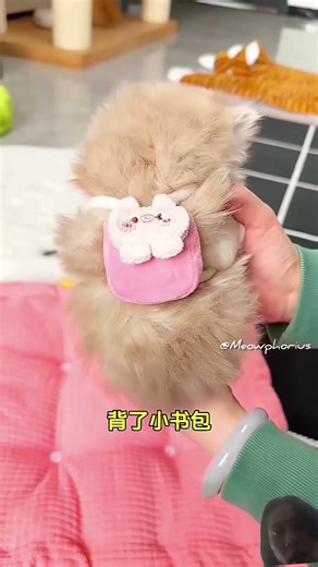 Who Took The Tiny Kitten’s Backpack Stuff? 🐱🎒