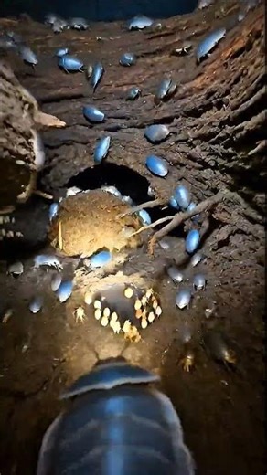 Inside a Pill Bug Colony – Real Mounted Micro Camera Experiment (Underground POV)