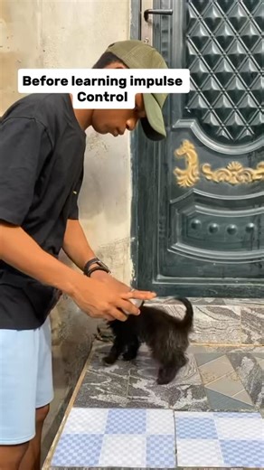Before and after Impulse control #DogTrainingNigeria #NigerianDogTrainer #DogTrainingTips #DogBehavior #PuppyTraining #DogTrainingCommunity #NigerianDogs #DogObedience #PositiveReinforcement #DogTrainingLife | Yellow kennels