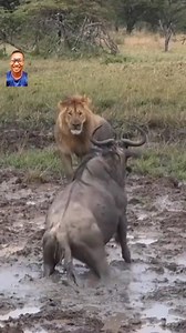 45K views · 314 reactions | Lion Vs Wildebeest Dàngérous Attàçk  | Great Mindz | Facebook