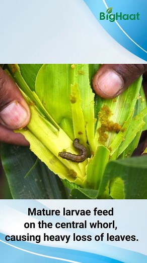 Noticed young larvae on your maize crops? It might be Fall Armyworm. Watch the video to learn more about its symptoms! https://bit.ly/3EfNkyr . . . #maize #maizepests #maizefaw #fallarmyworm #maizefallarmyworm #symptoms #agriculture #agrifarming #farmers #farmer #indianfarming #indianfarmer | BigHaat India