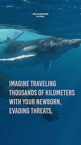 1.2K reactions · 145 shares | Krill supertrawlers are destroying Antarctica, whales now have to compete with machines for their existence. We once defended them against harpoons, and we won. In 2024, we will return to fight for these precious species again! Please donate today. | Sea Shepherd | Facebook