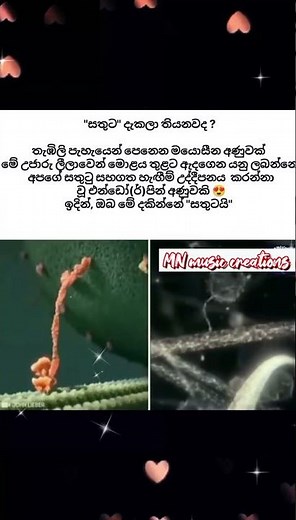 Motivation video | Api paawena loke song