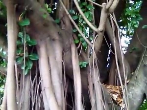 Treatment Goals for Dissociative Identity Disorder