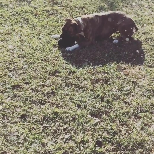 Boxer Vs Yorkie #yorkiesofinstagram #YorkieLife #boxerlove #AKC #SundayFlow #BoxerLife | Teacup Puppies & Dogs Lovers Home Kennel