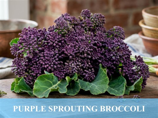 Purple Sprouting Broccoli – Heirloom Winter Vegetable, Cold Hardy Garden Plant, 150 Seeds, Fall Planting - Etsy
