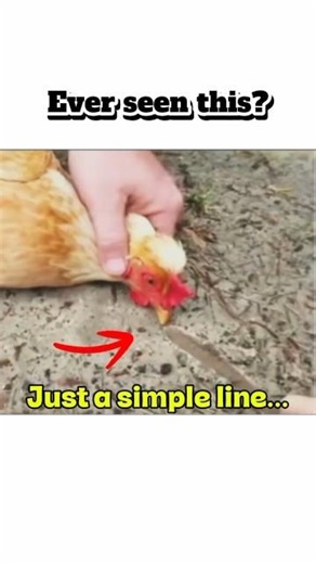 This Chicken Looks Hypnotized😳#shorts #chicken #unexpected