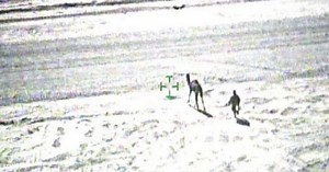 Camp Pendleton Marines Rescue Camel In Afghanistan