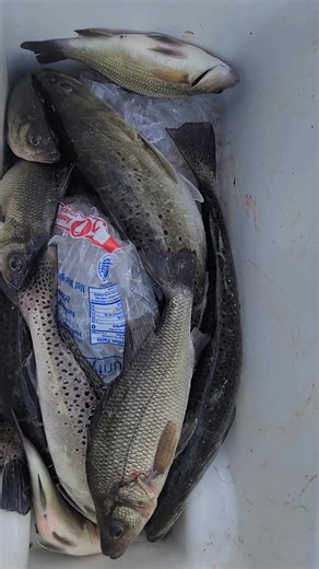 Dwain Murphy on Reels